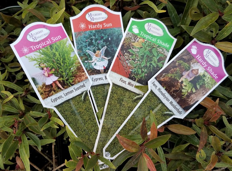 Mulberry Miniatures – Perfection Greenhouse, LLC