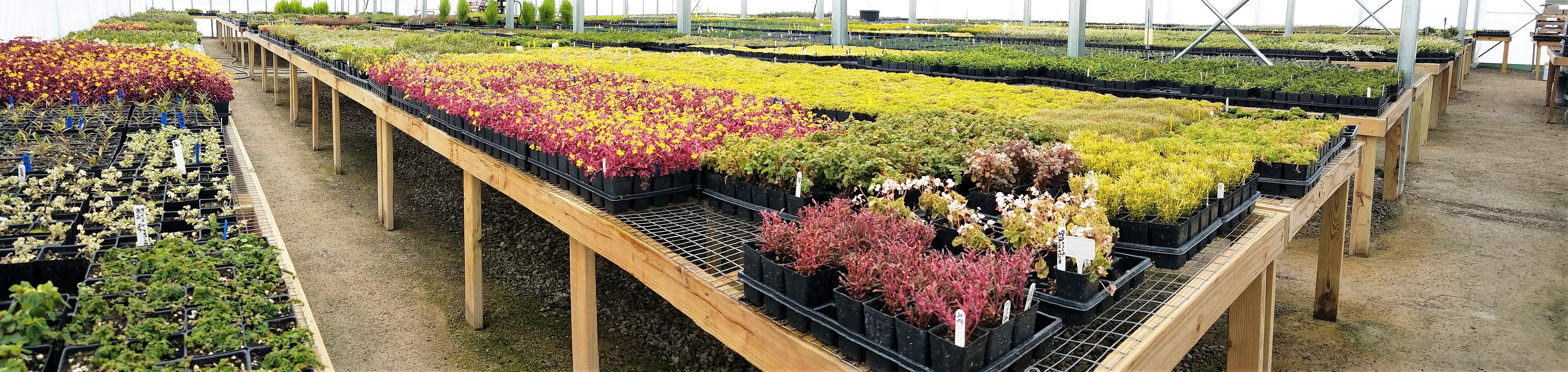 Mulberry Miniatures – Perfection Greenhouse, LLC