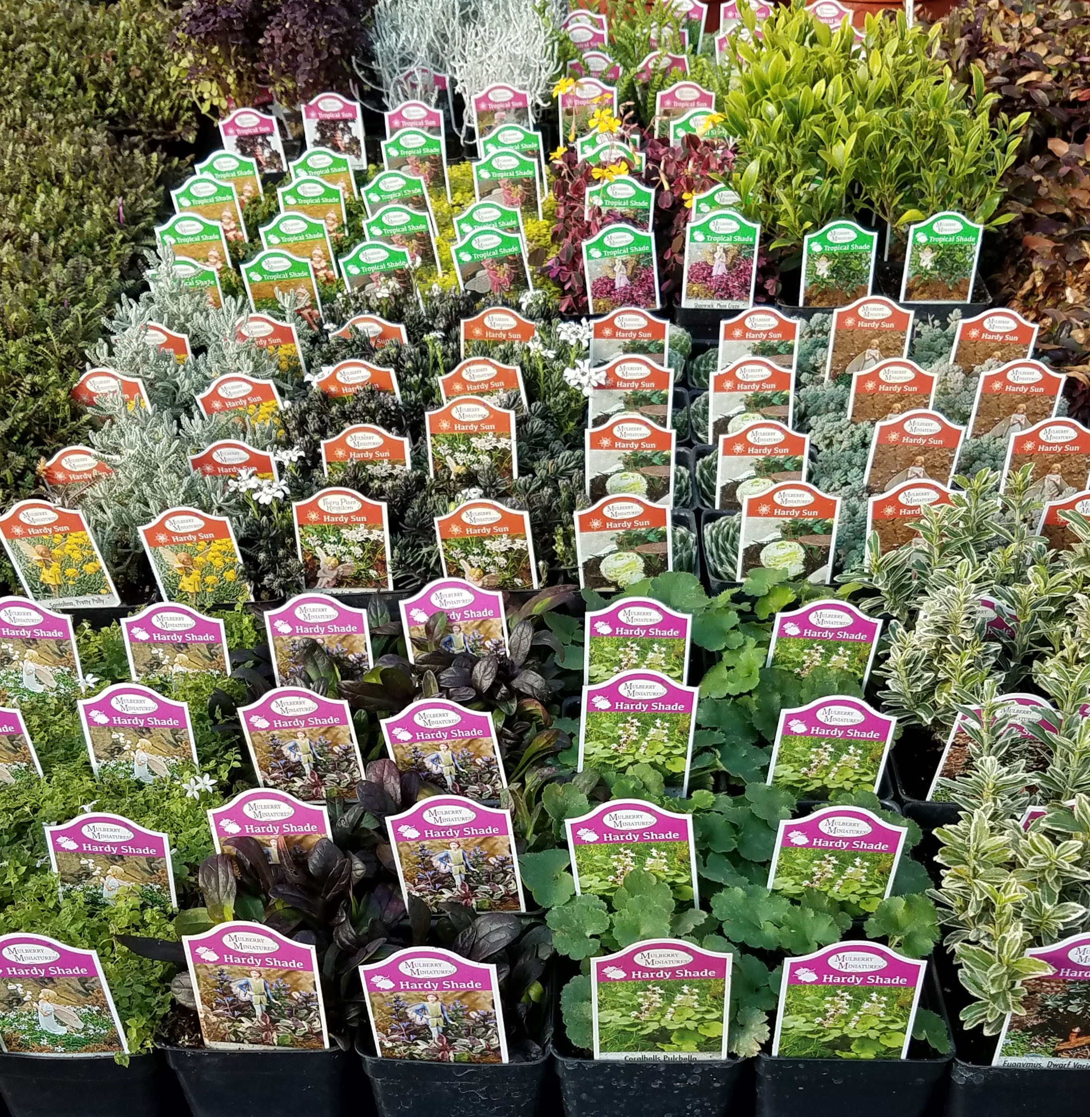 Mulberry Miniatures – Perfection Greenhouse, LLC