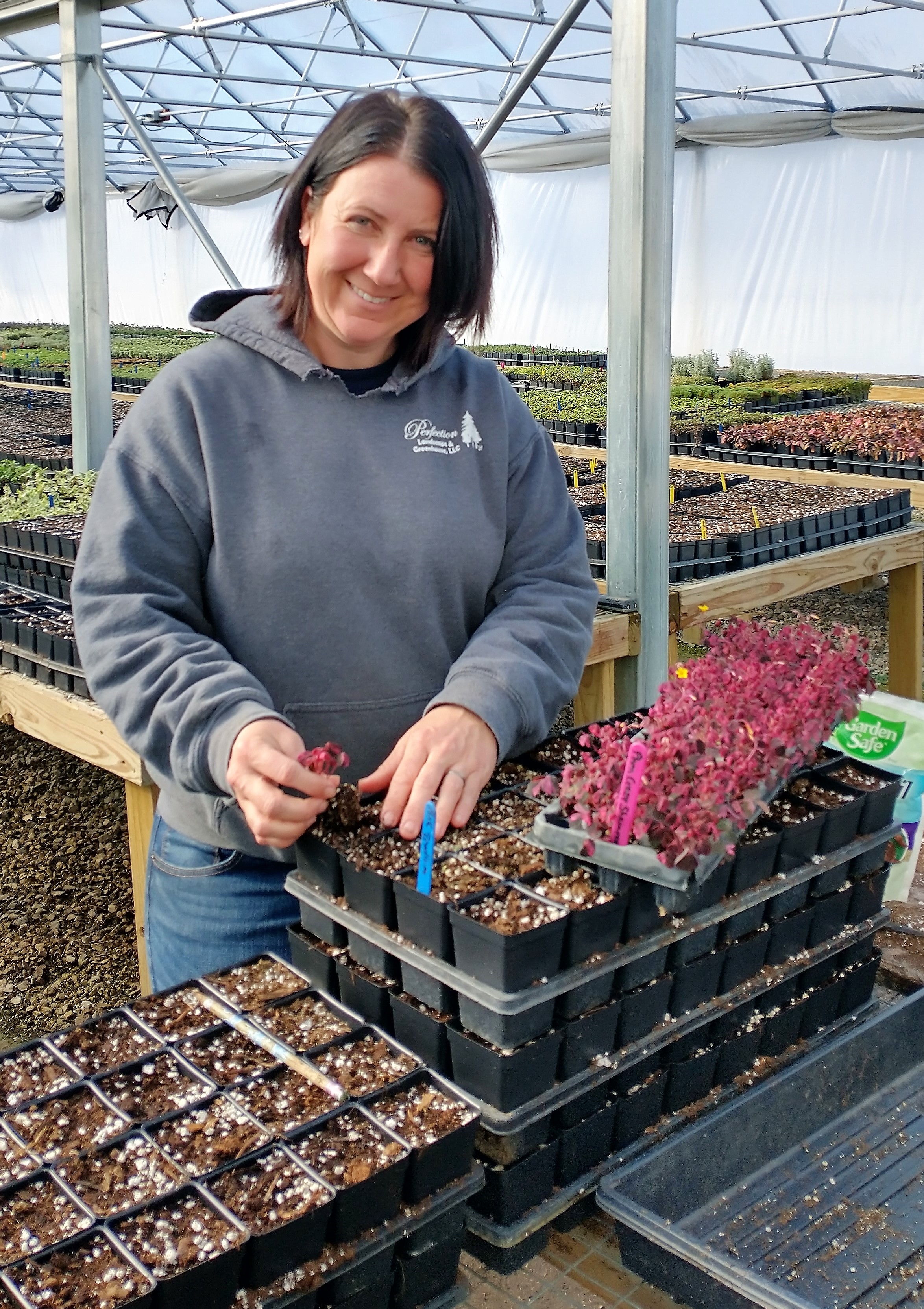 Mulberry Miniatures – Perfection Greenhouse, LLC